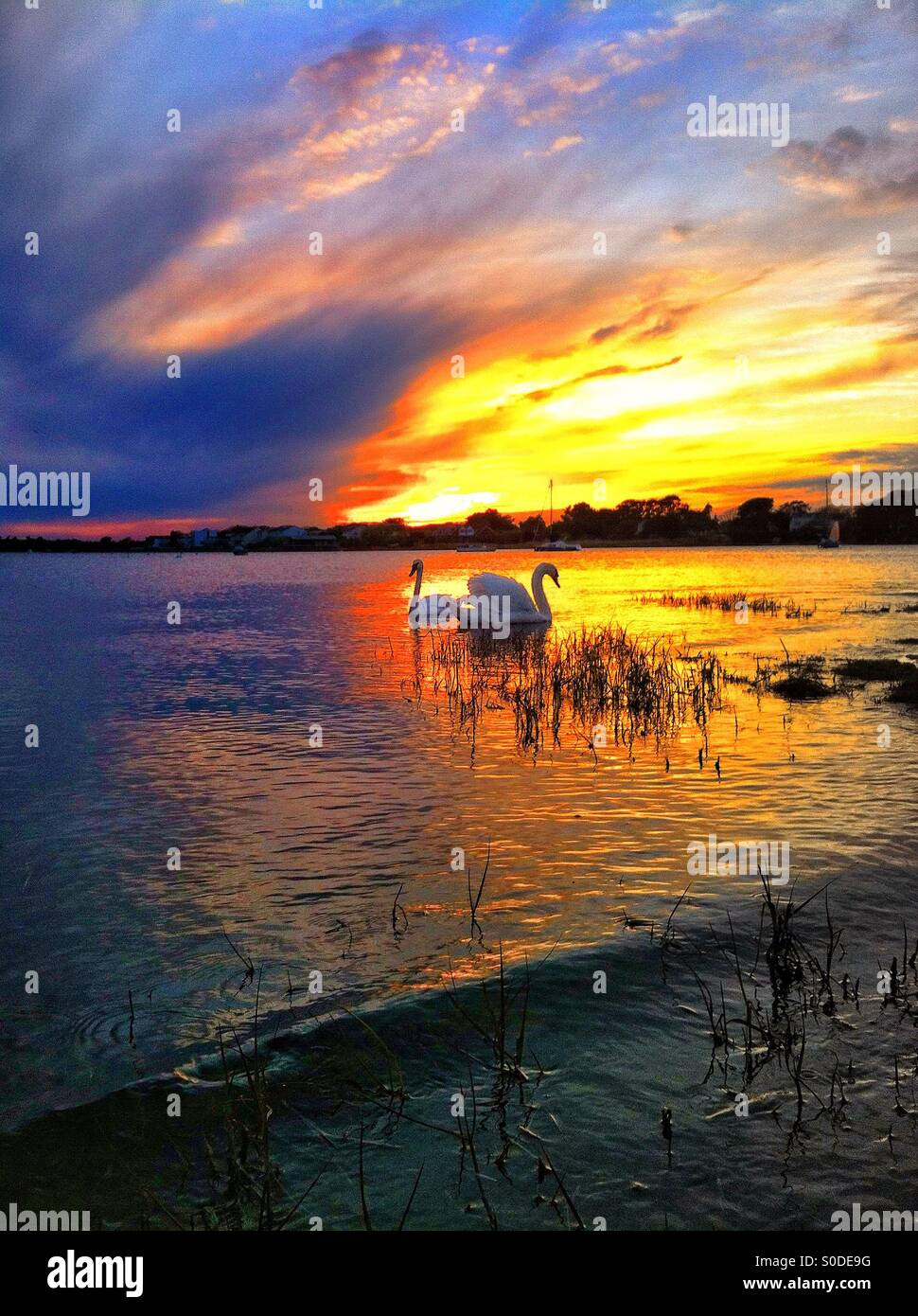 Pair of swans at sunset hi-res stock photography and images - Alamy