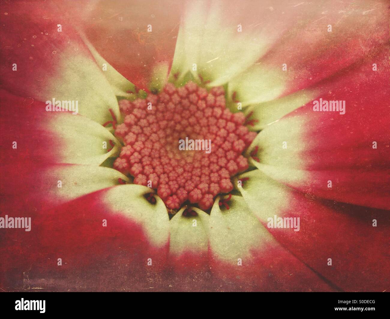 Cineraria flower hi-res stock photography and images - Alamy