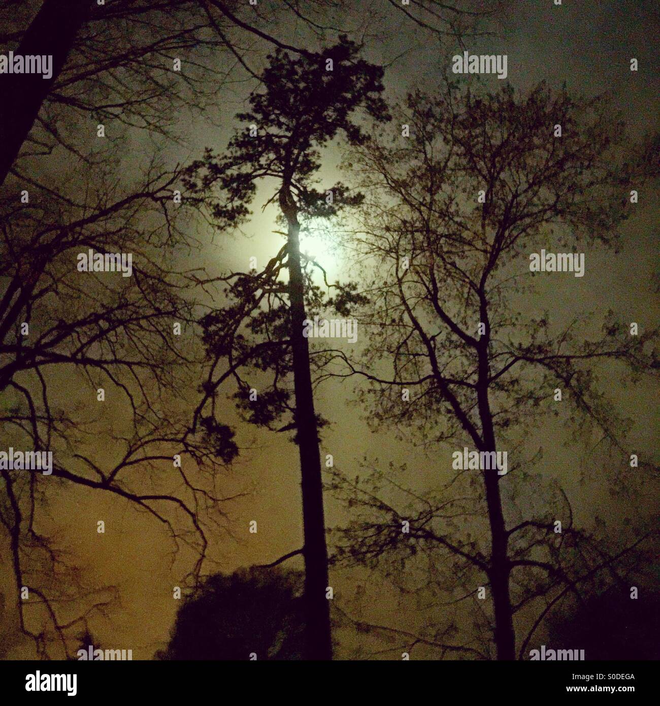 Back yard at night Stock Photo - Alamy