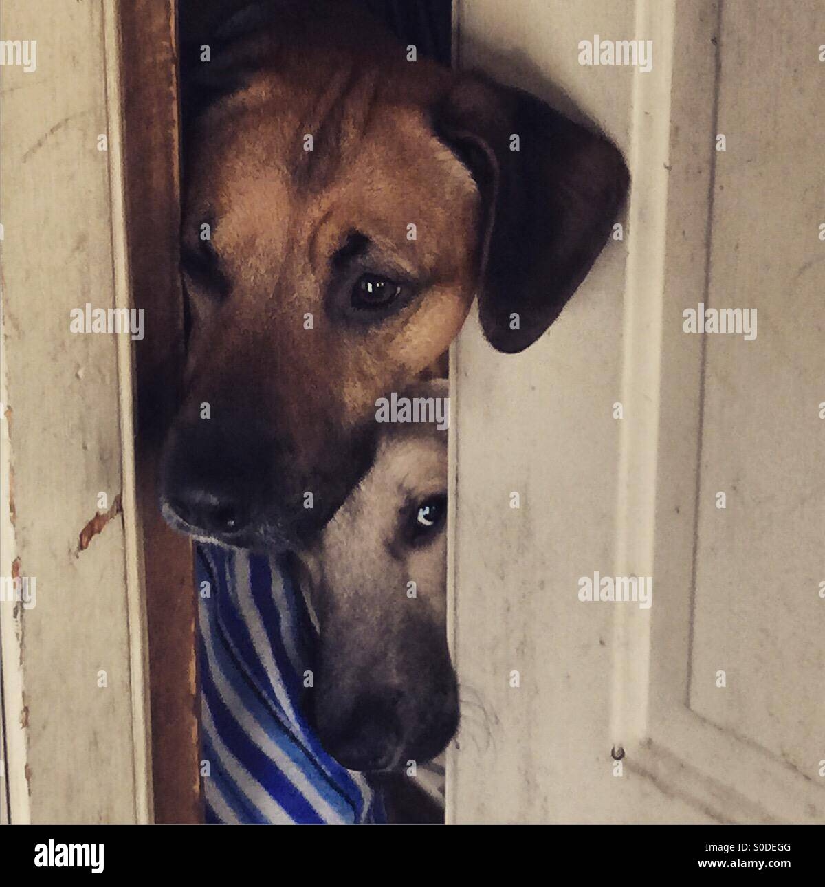 Peeking out door hi-res stock photography and images - Alamy