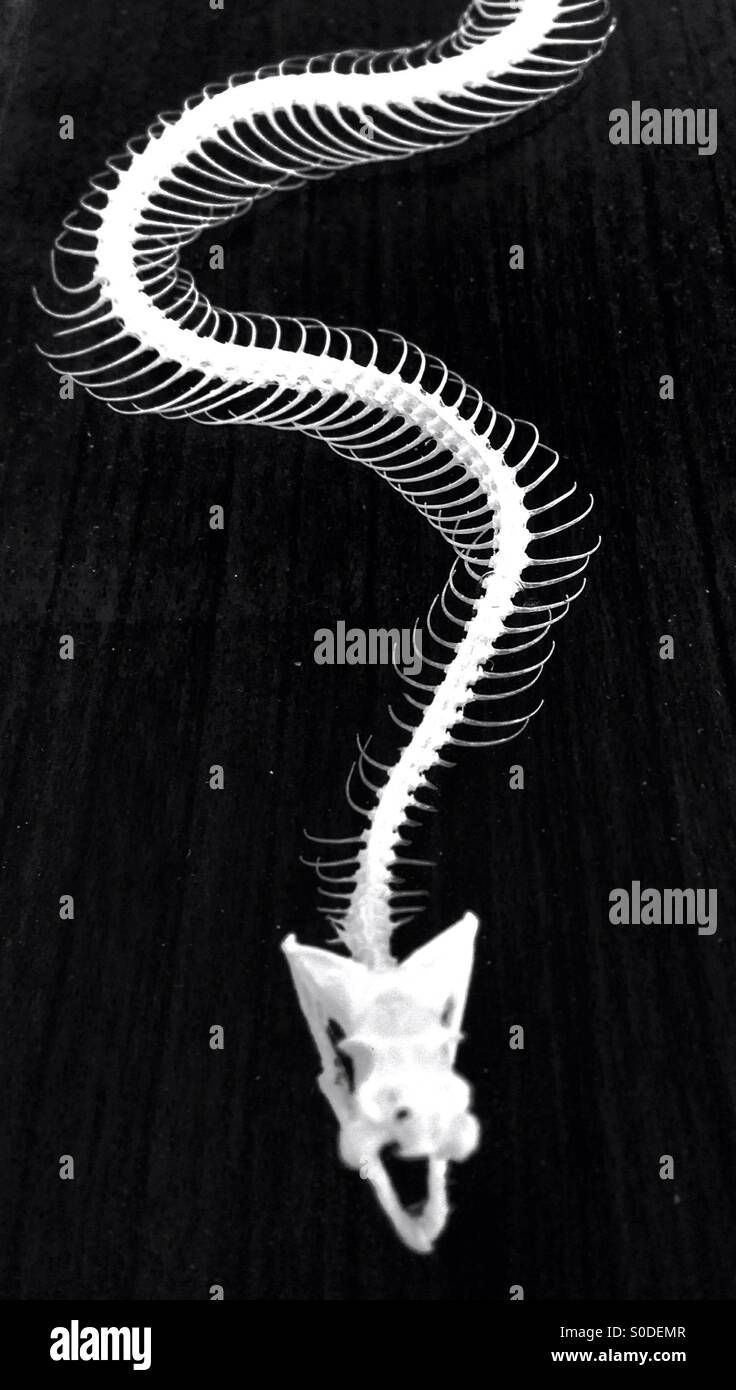 Rattlesnake Skeleton Drawing