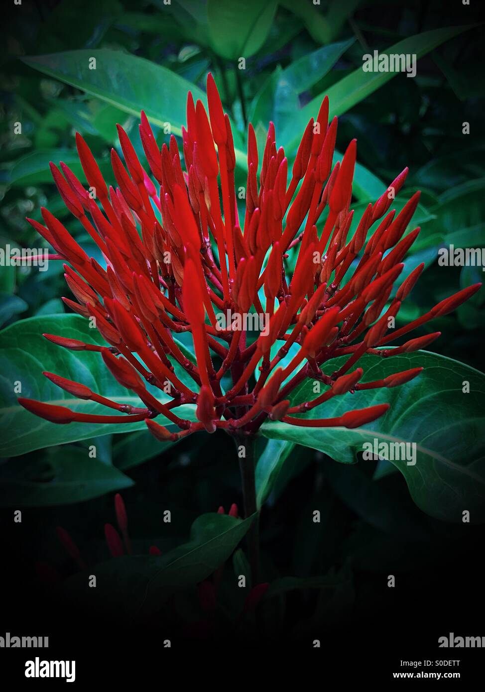 Gumamela hi-res stock photography and images - Alamy