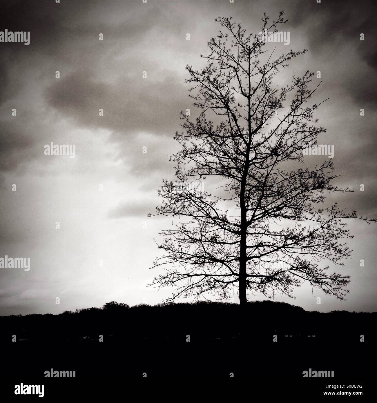 Stark tree hi-res stock photography and images - Alamy