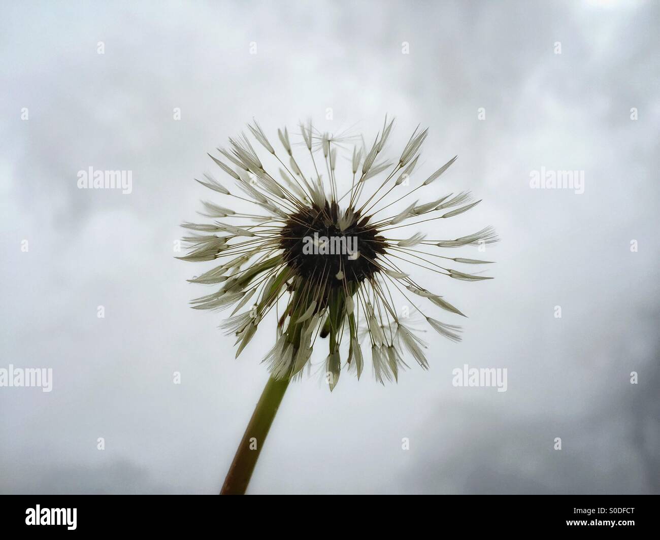 Dead Dandelion High Resolution Stock Photography and Images - Alamy