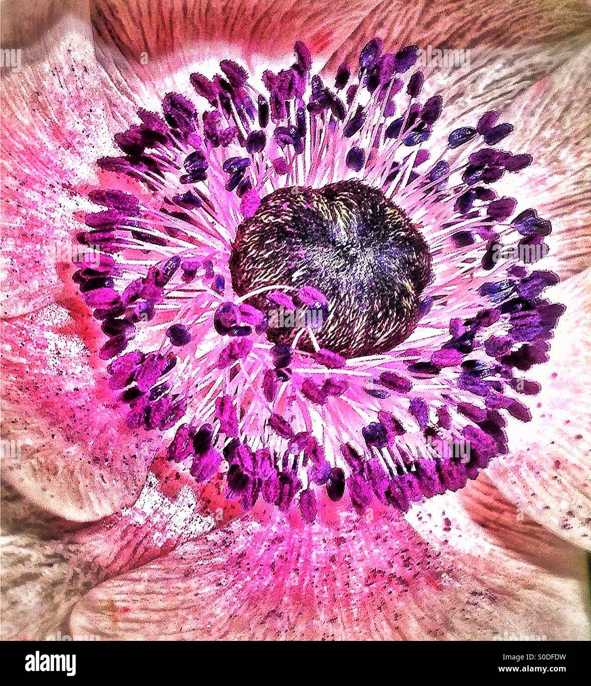 White poppy close up Stock Photo - Alamy