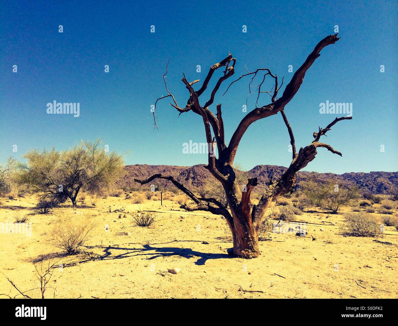Dead joshua tree hi-res stock photography and images - Alamy