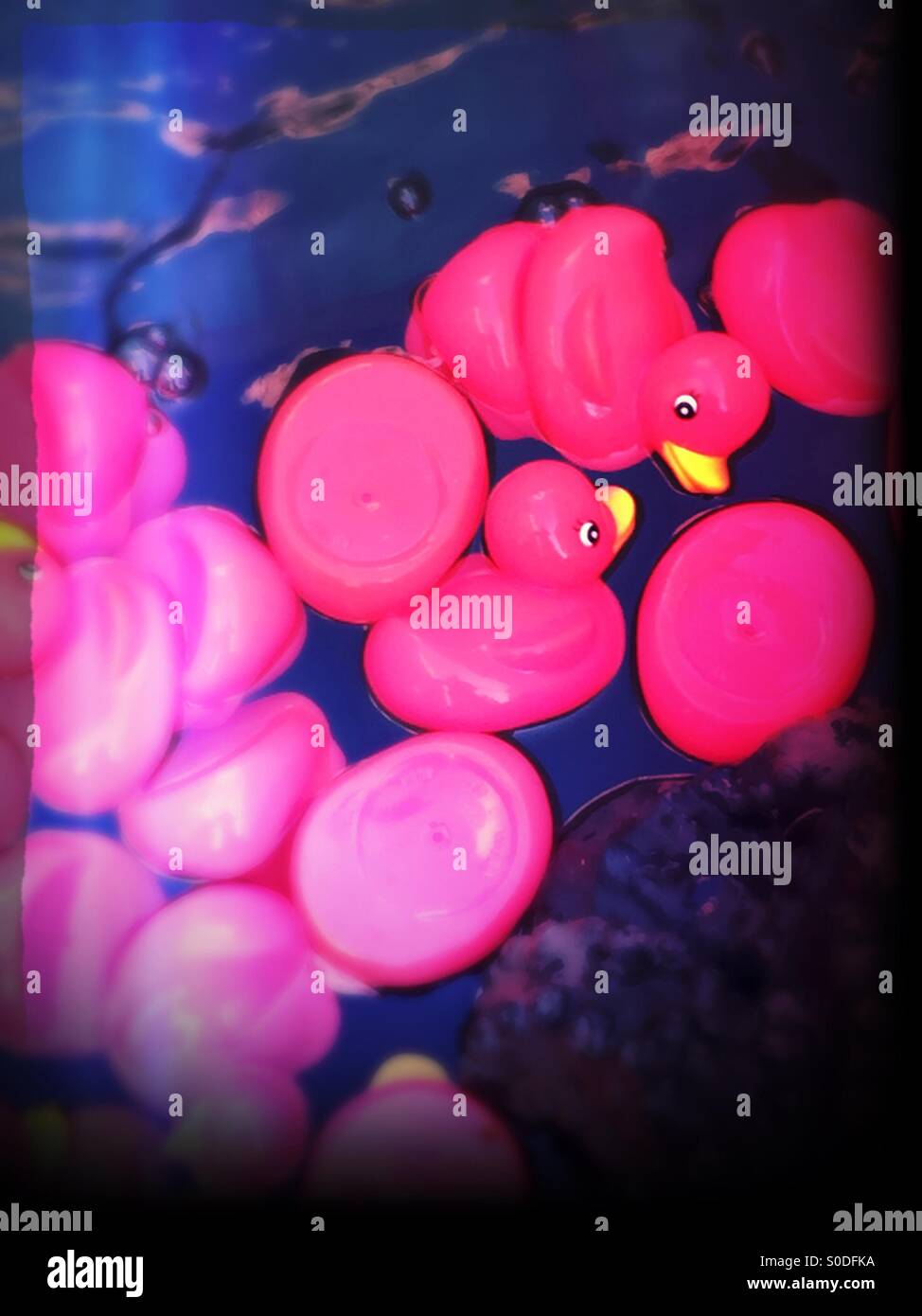 Pink Rubber Duckies Stock Photo - Alamy