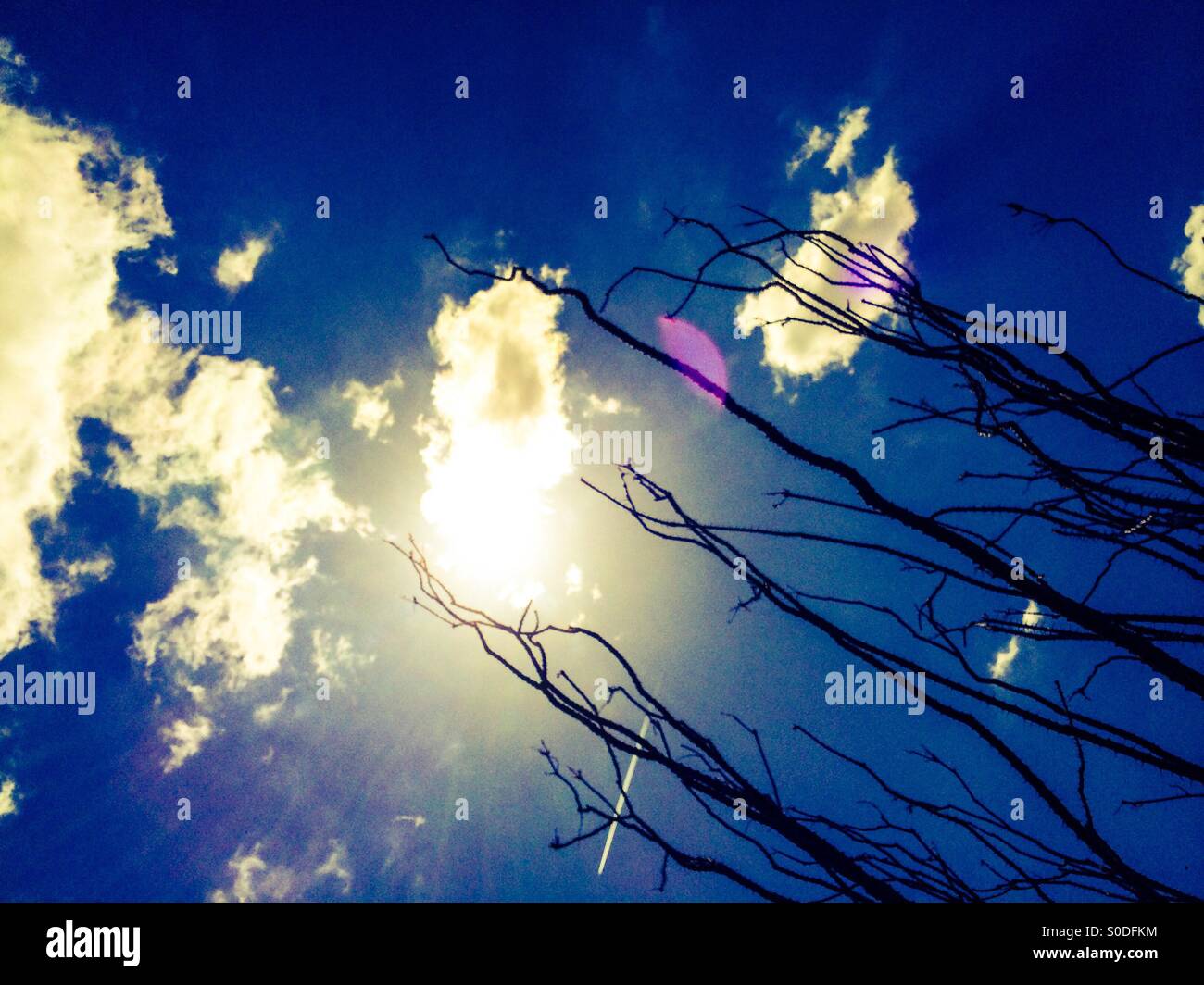View looking straight up at the sky through the branches of an Ocotillo ...