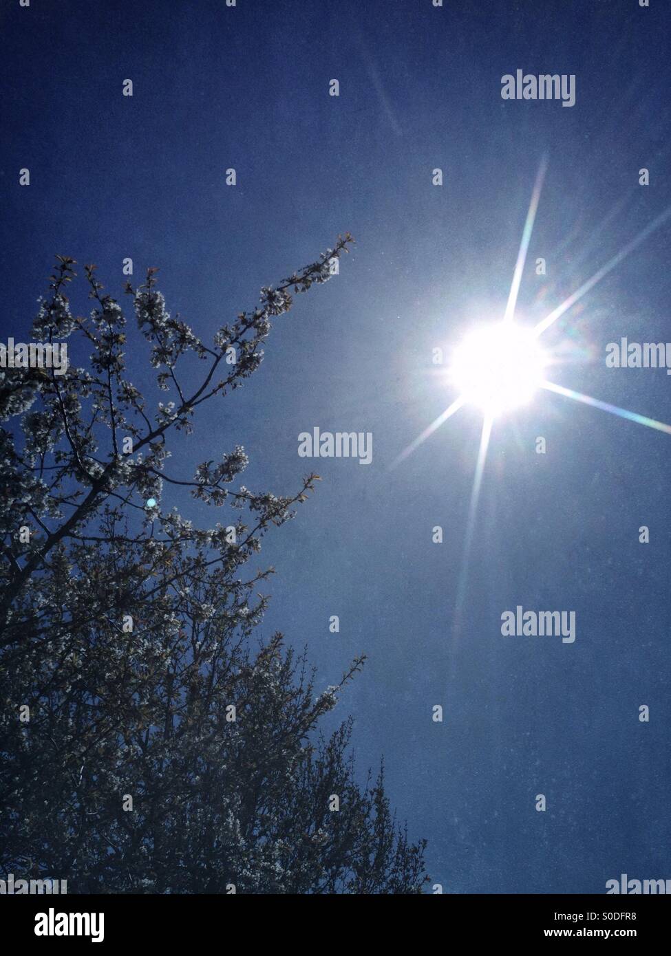 Sun light over trees Stock Photo - Alamy