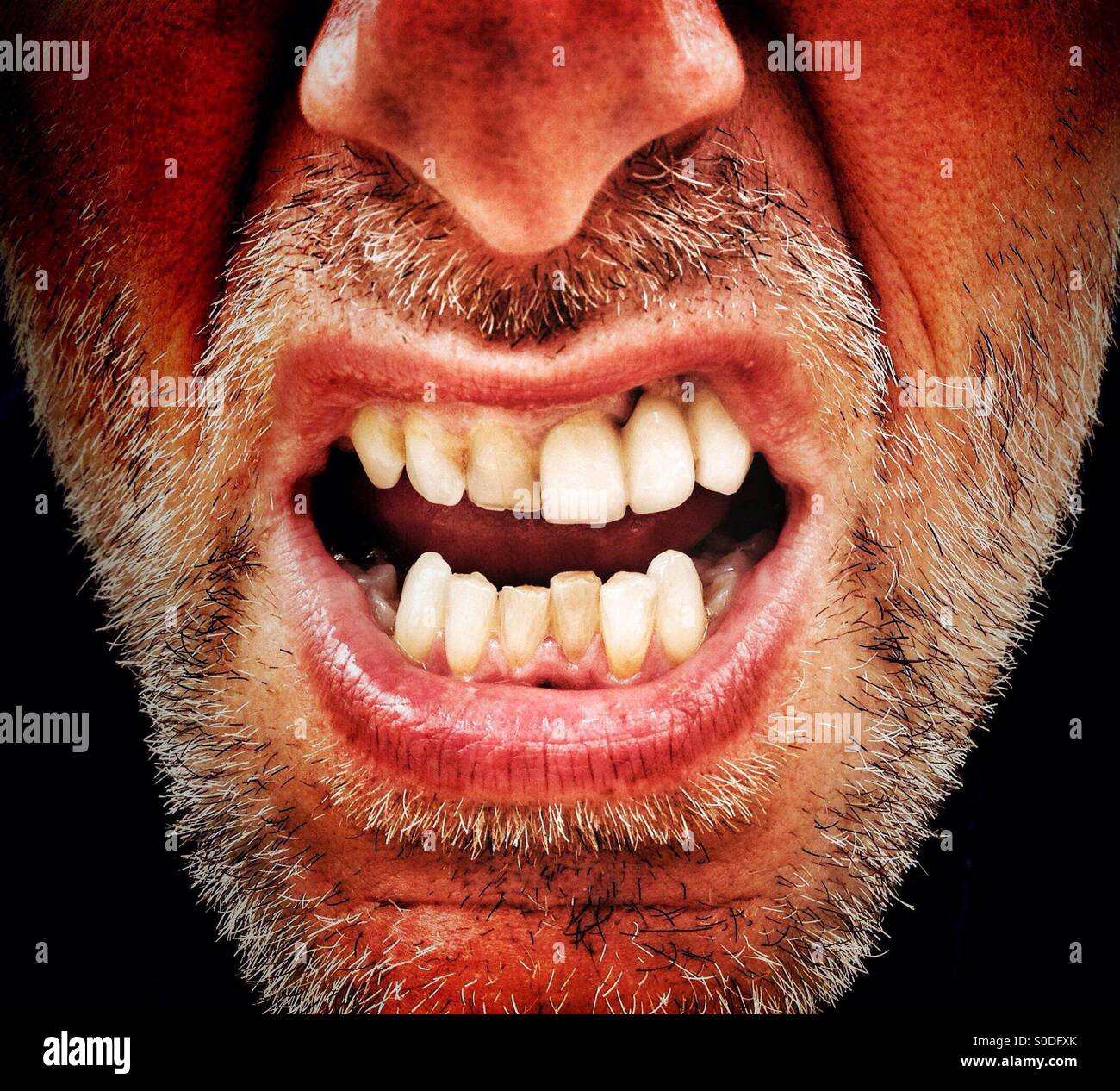 Adult male snarling Stock Photo - Alamy