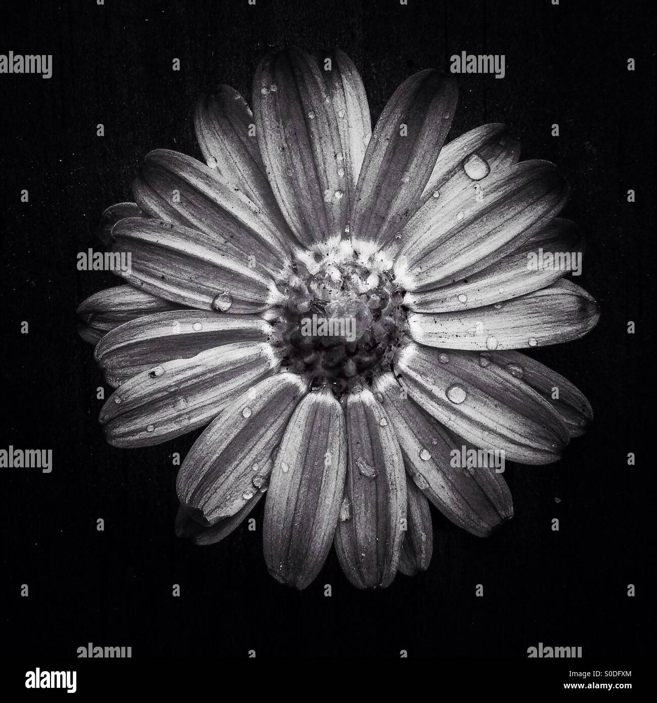 Daisy backwards flower black and white Stock Photo - Alamy