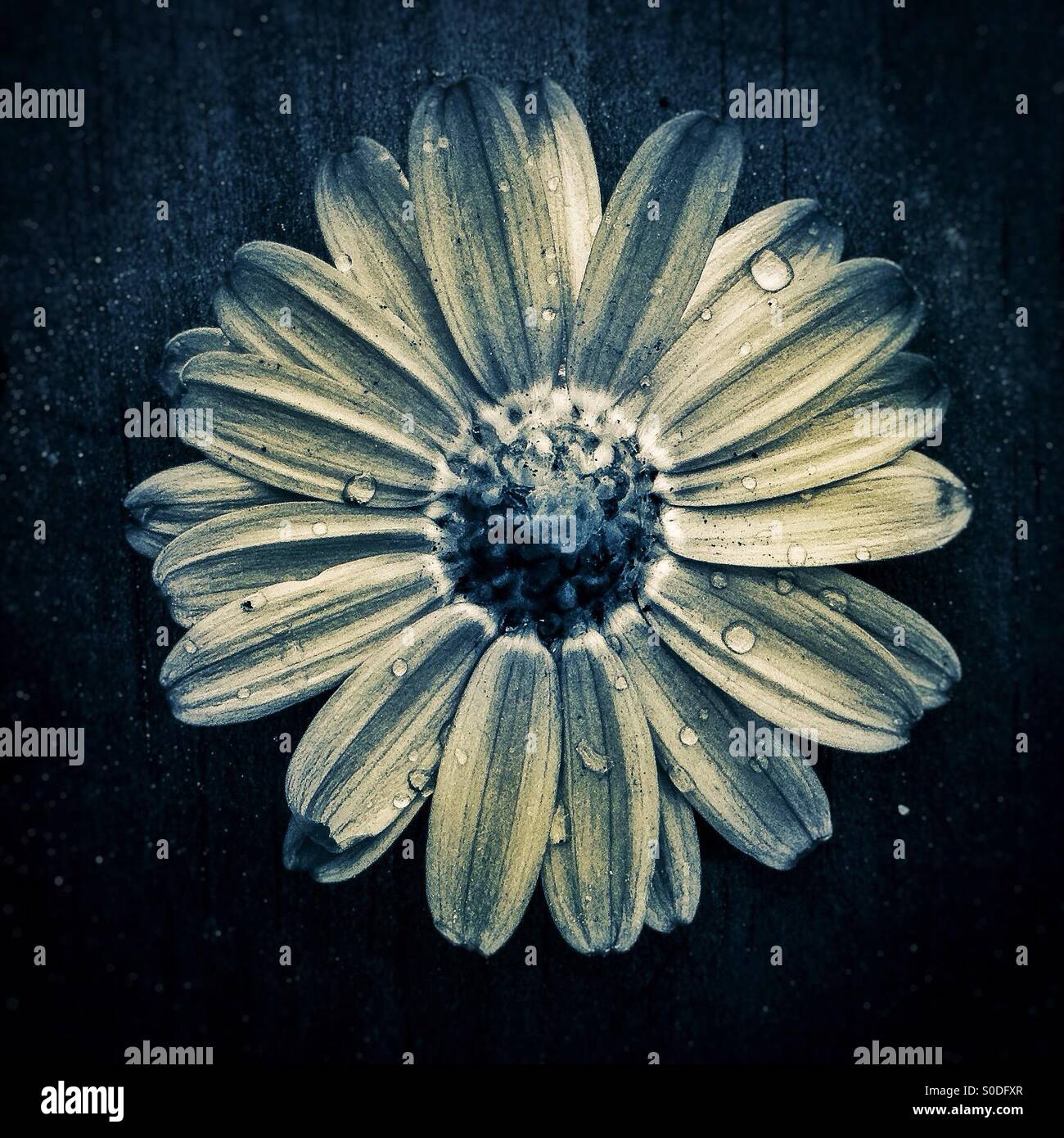 Daisy backwards flower Stock Photo - Alamy
