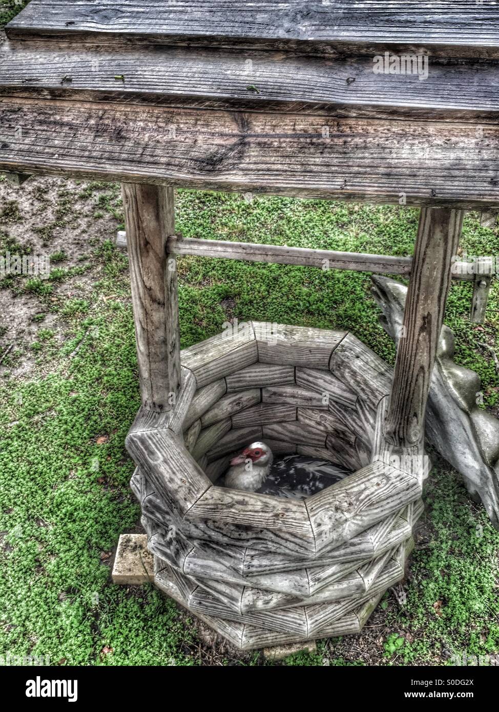 Duck in a wishing well Stock Photo - Alamy