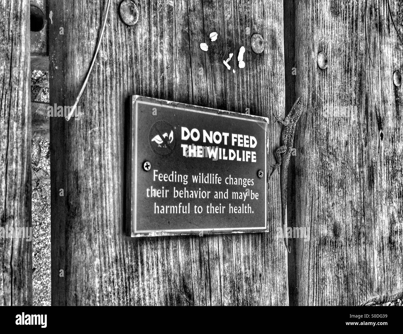 Sign don't feed the animals hi-res stock photography and images - Alamy
