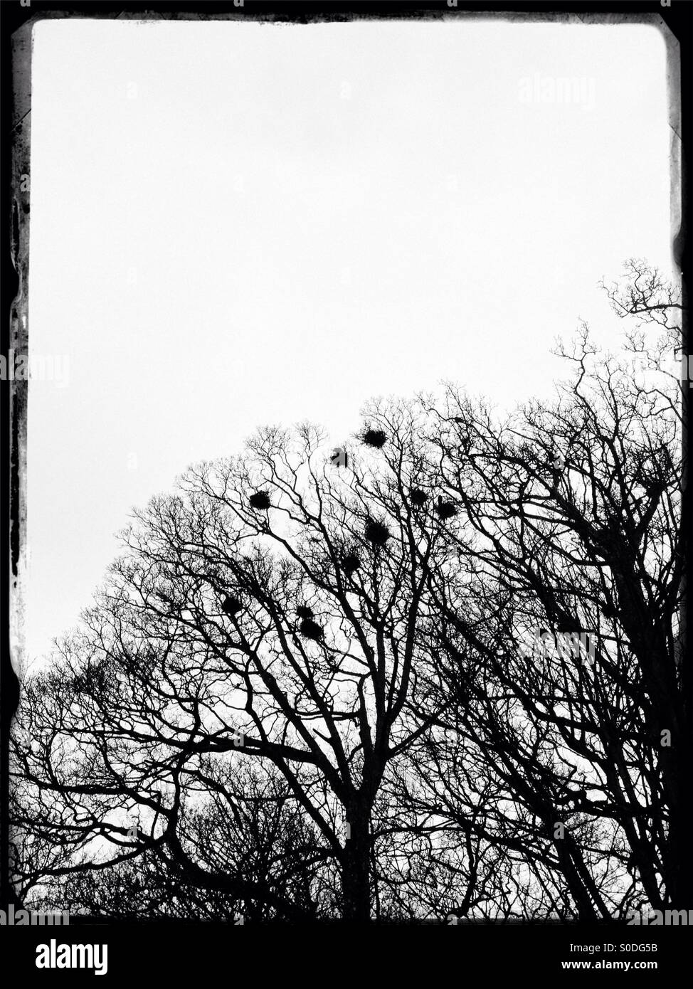 Rooks nests in trees Stock Photo - Alamy