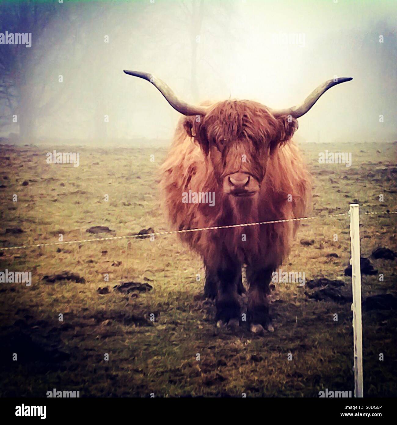 Long horns hi-res stock photography and images - Alamy
