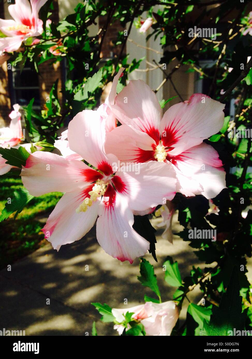 Althea blooms hi-res stock photography and images - Alamy