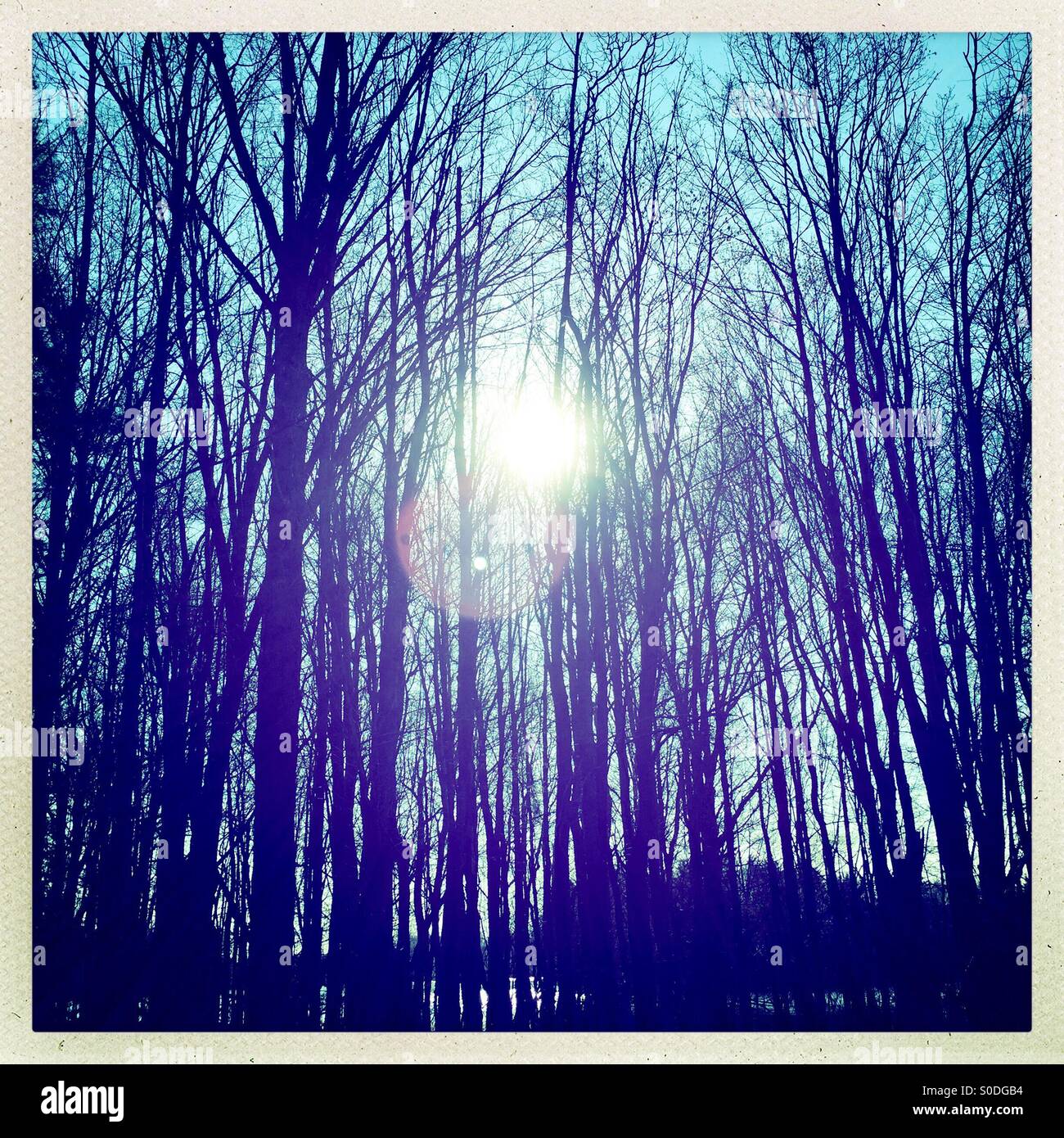 Sunshine thru trees hi-res stock photography and images - Alamy