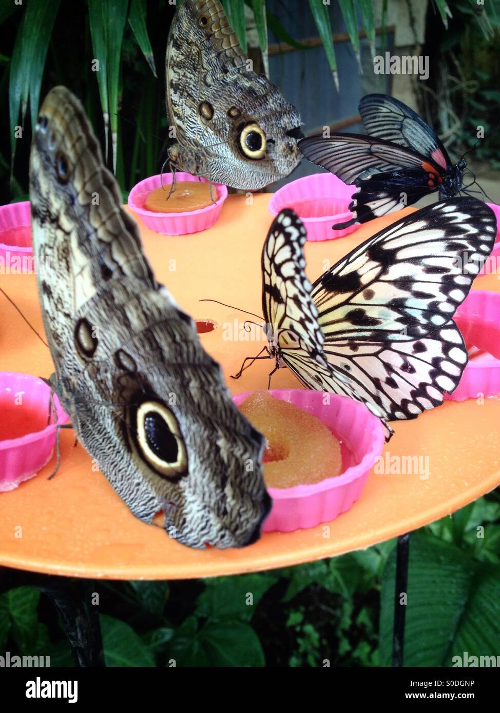 Feeding butterflies hi-res stock photography and images - Alamy