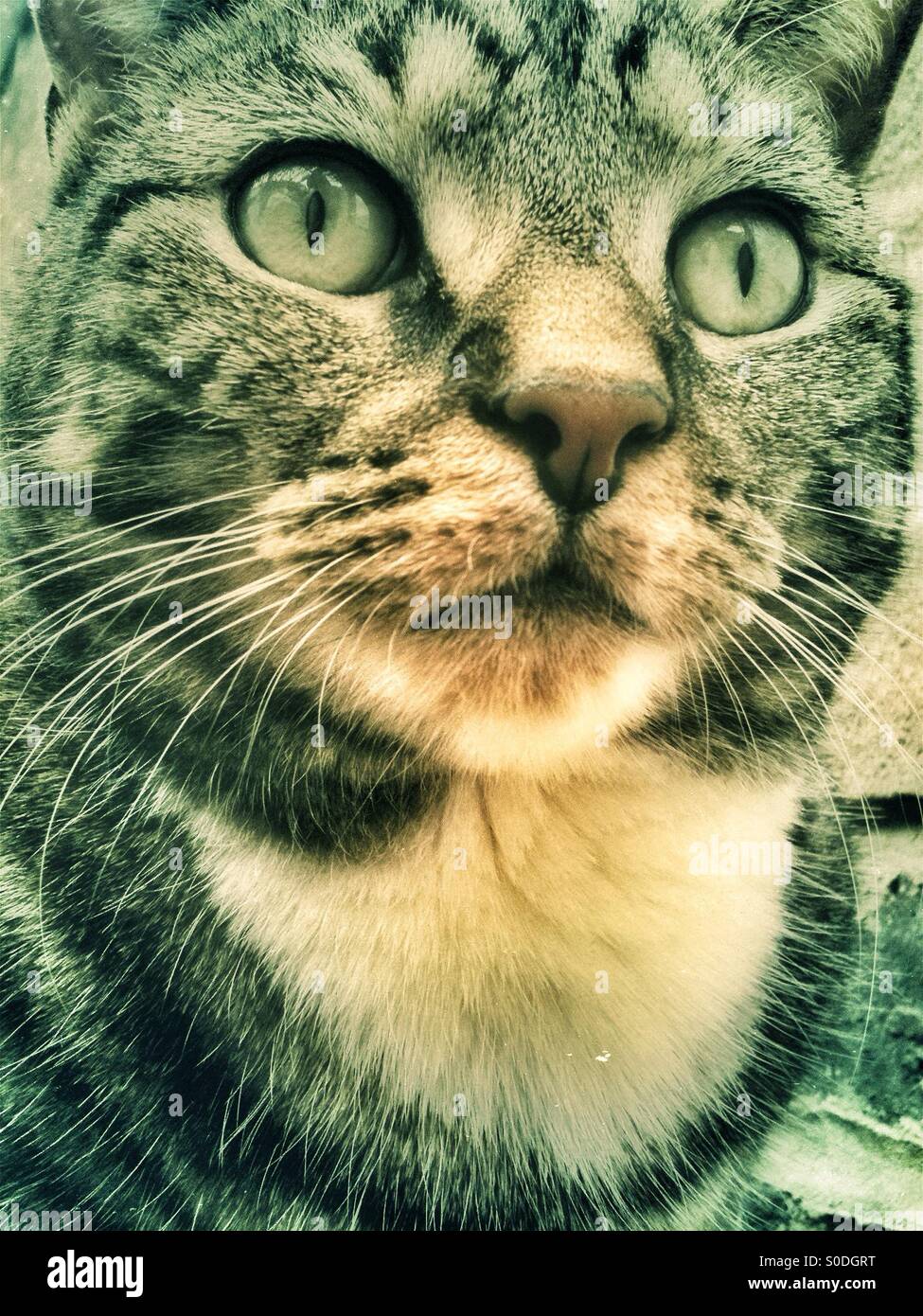 Tabby cat portrait Stock Photo - Alamy