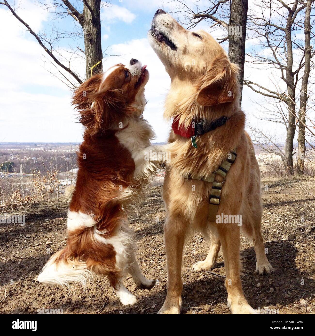 Happy dogs hi-res stock photography and images - Alamy