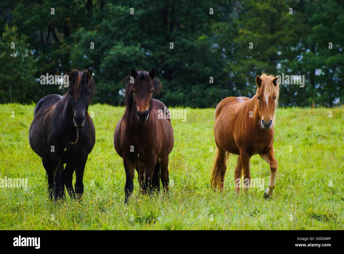 Three equestrian hi-res stock photography and images - Alamy
