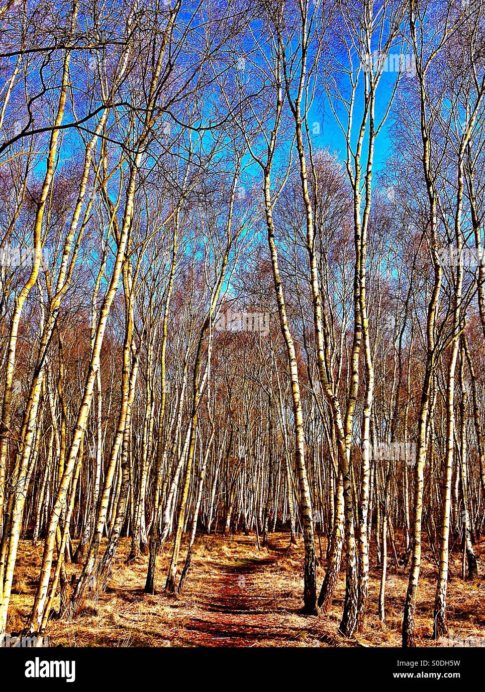 Silver birch wood hi-res stock photography and images - Alamy