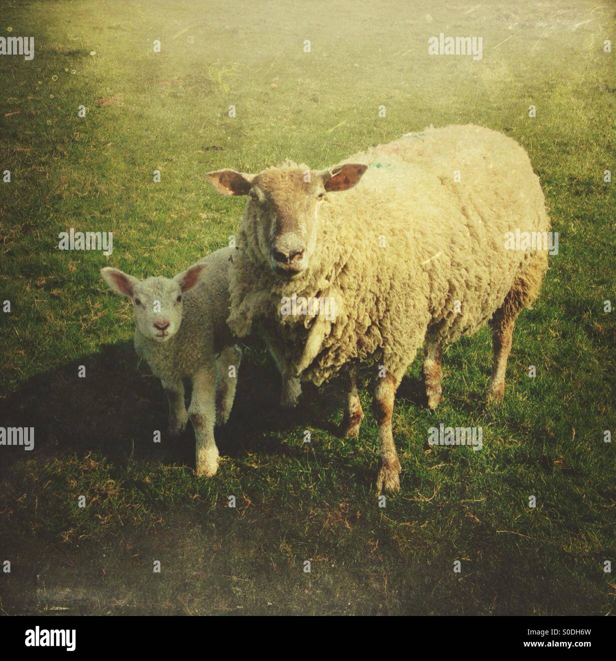 Young baby sheep with mother hi-res stock photography and images - Alamy
