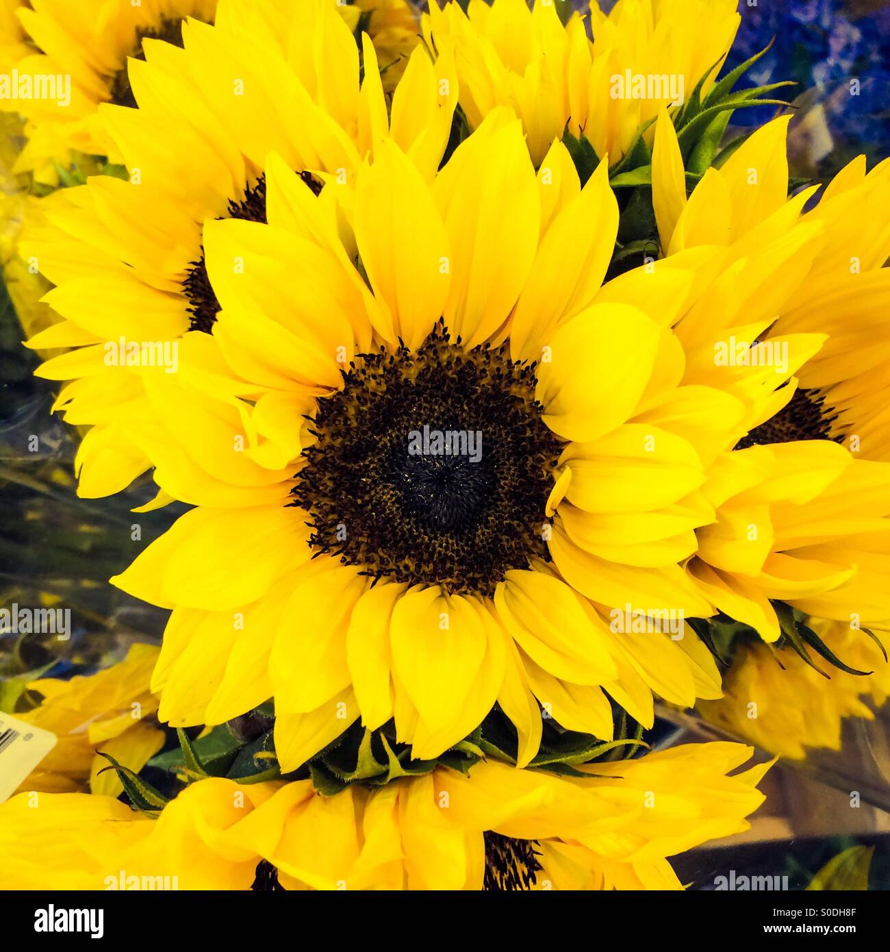 Sunflower bugs hi-res stock photography and images - Alamy