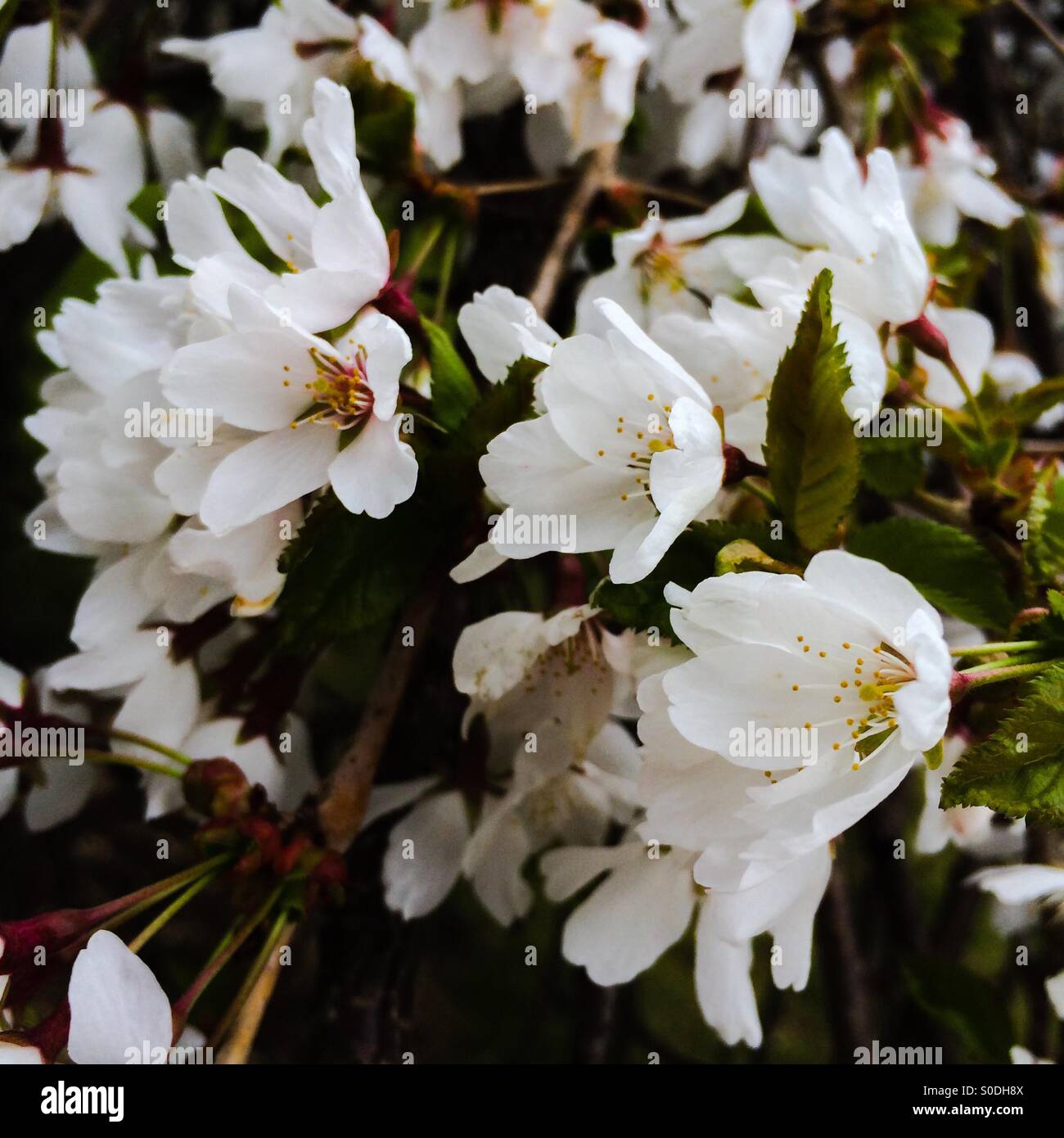 Budding flowers hi-res stock photography and images - Alamy