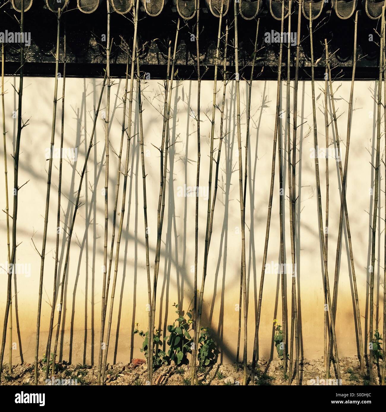 Bamboo shadow hi-res stock photography and images - Alamy