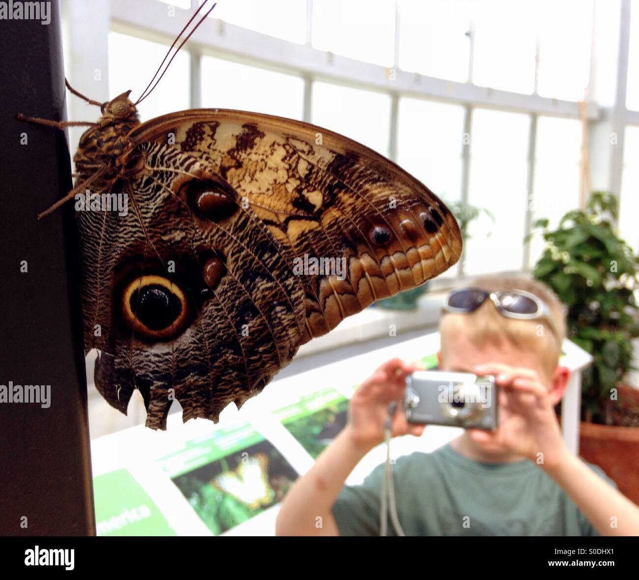 Botanical garden butterfly house hi-res stock photography and images ...