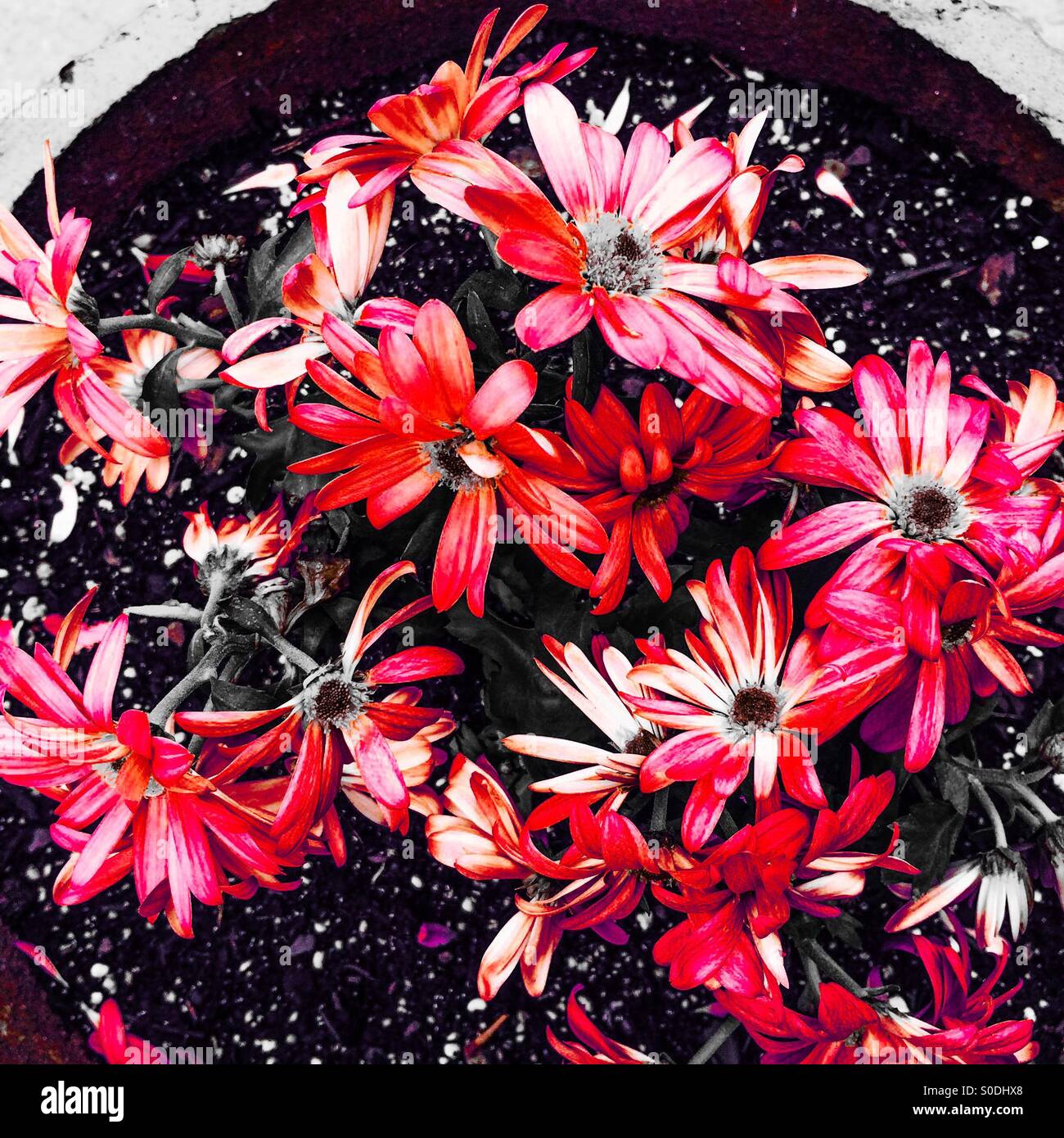 Invert flower hi-res stock photography and images - Alamy