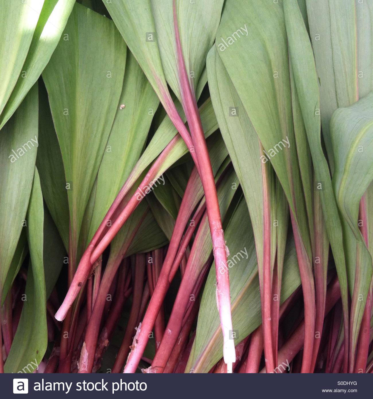 Wild Onions Stock Photos & Wild Onions Stock Images - Alamy