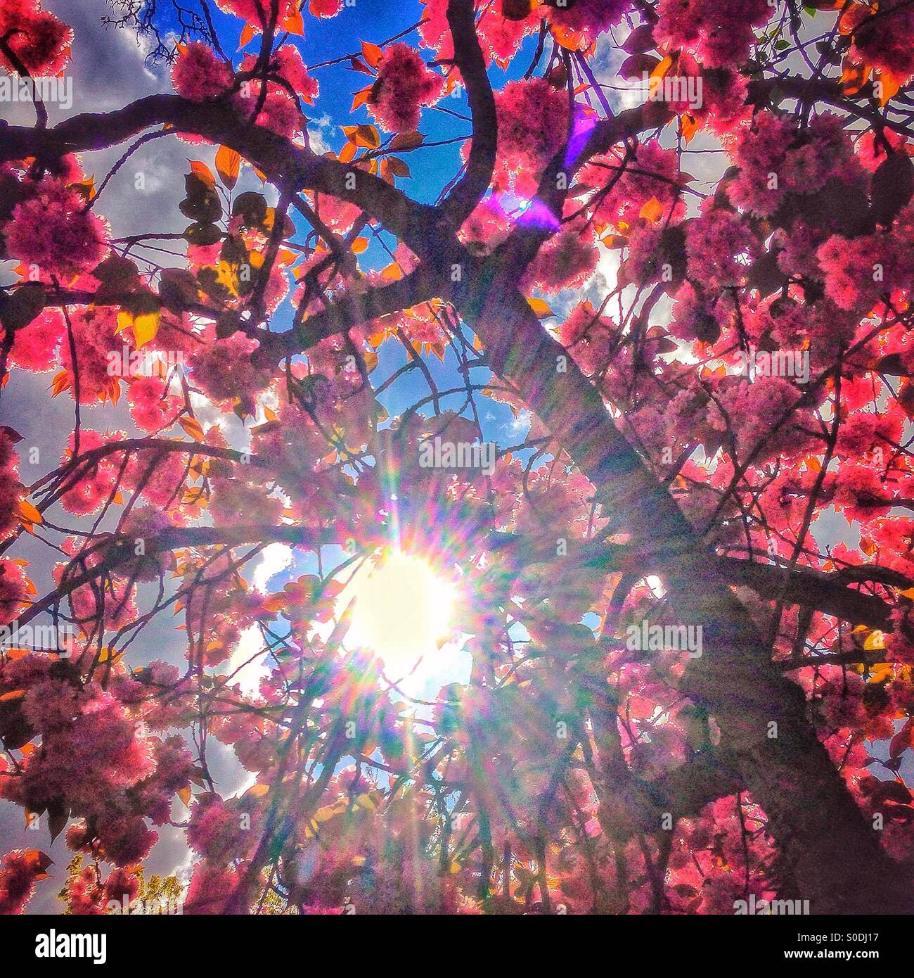 Sunshine and spring blossom Stock Photo - Alamy