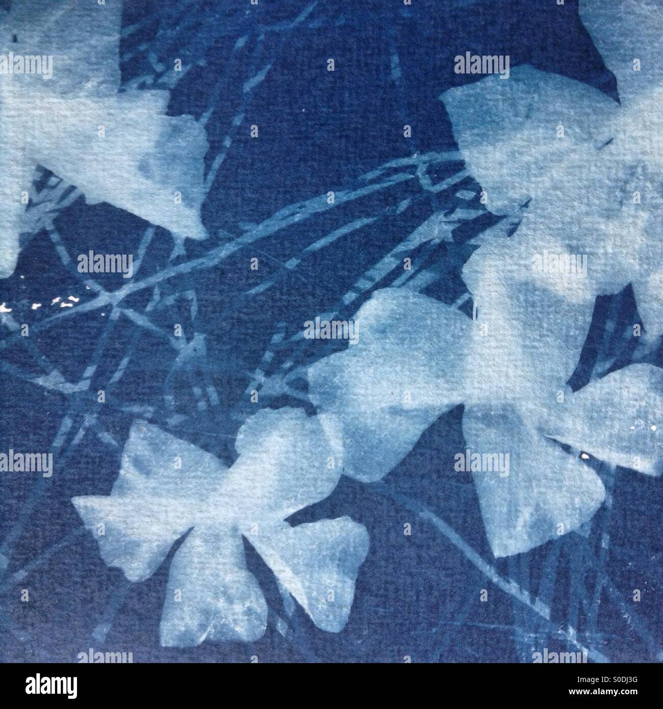 Blueprint of flowers and grasses Stock Photo - Alamy