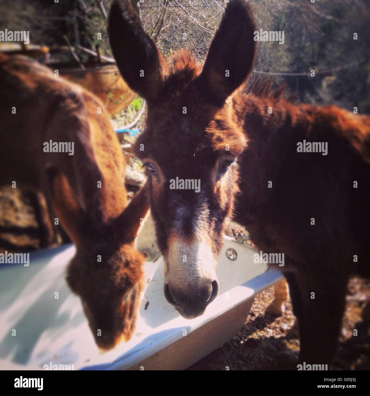 Donkey bath hi-res stock photography and images - Alamy