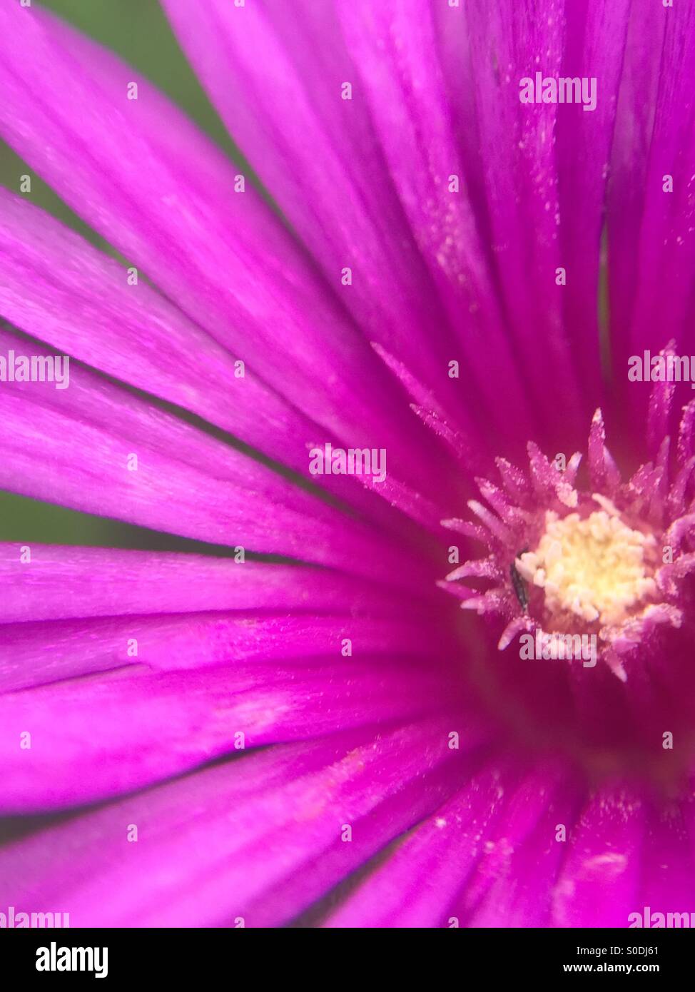 Ice plant flower hi-res stock photography and images - Alamy