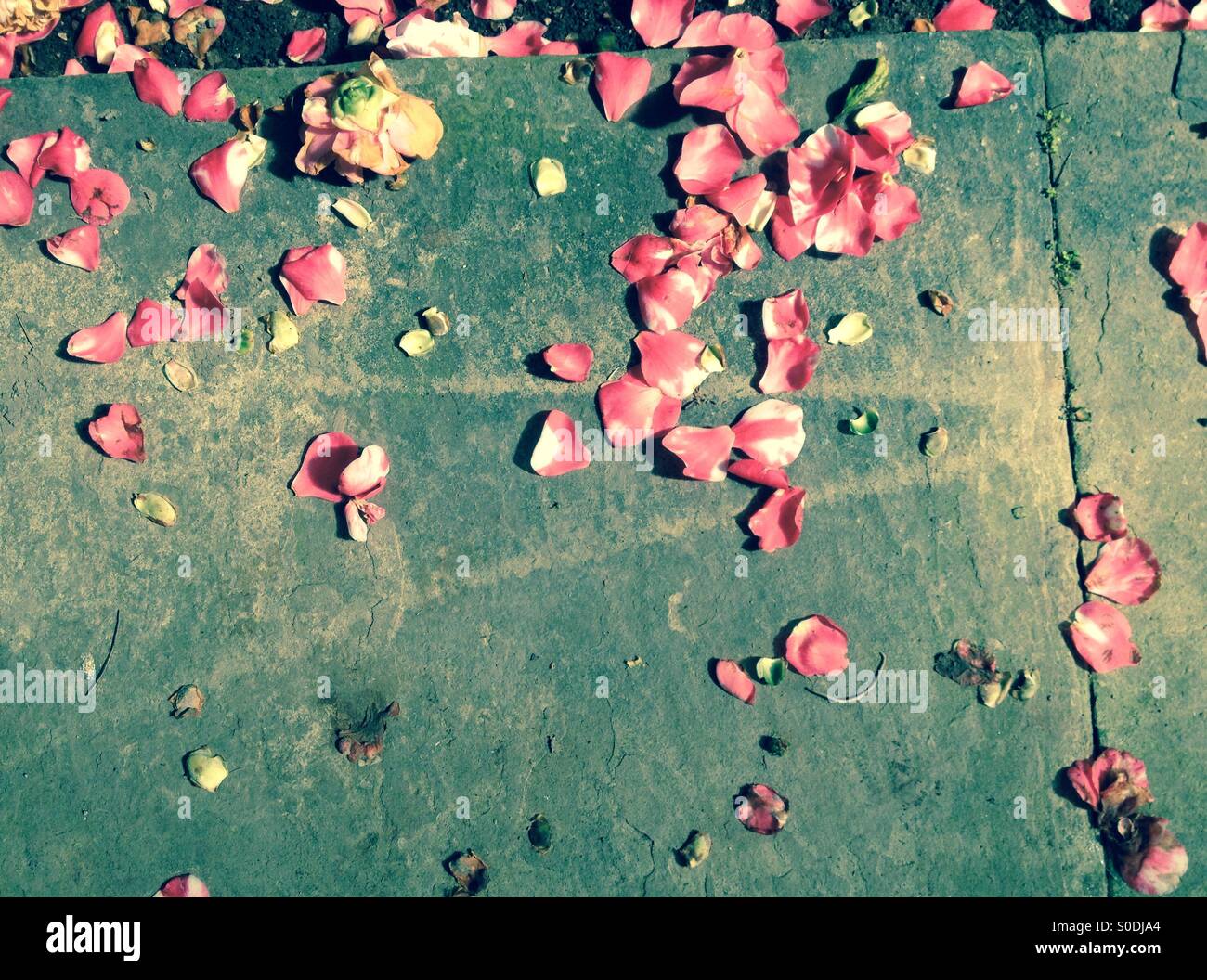 Dropped flower petals hi-res stock photography and images - Alamy