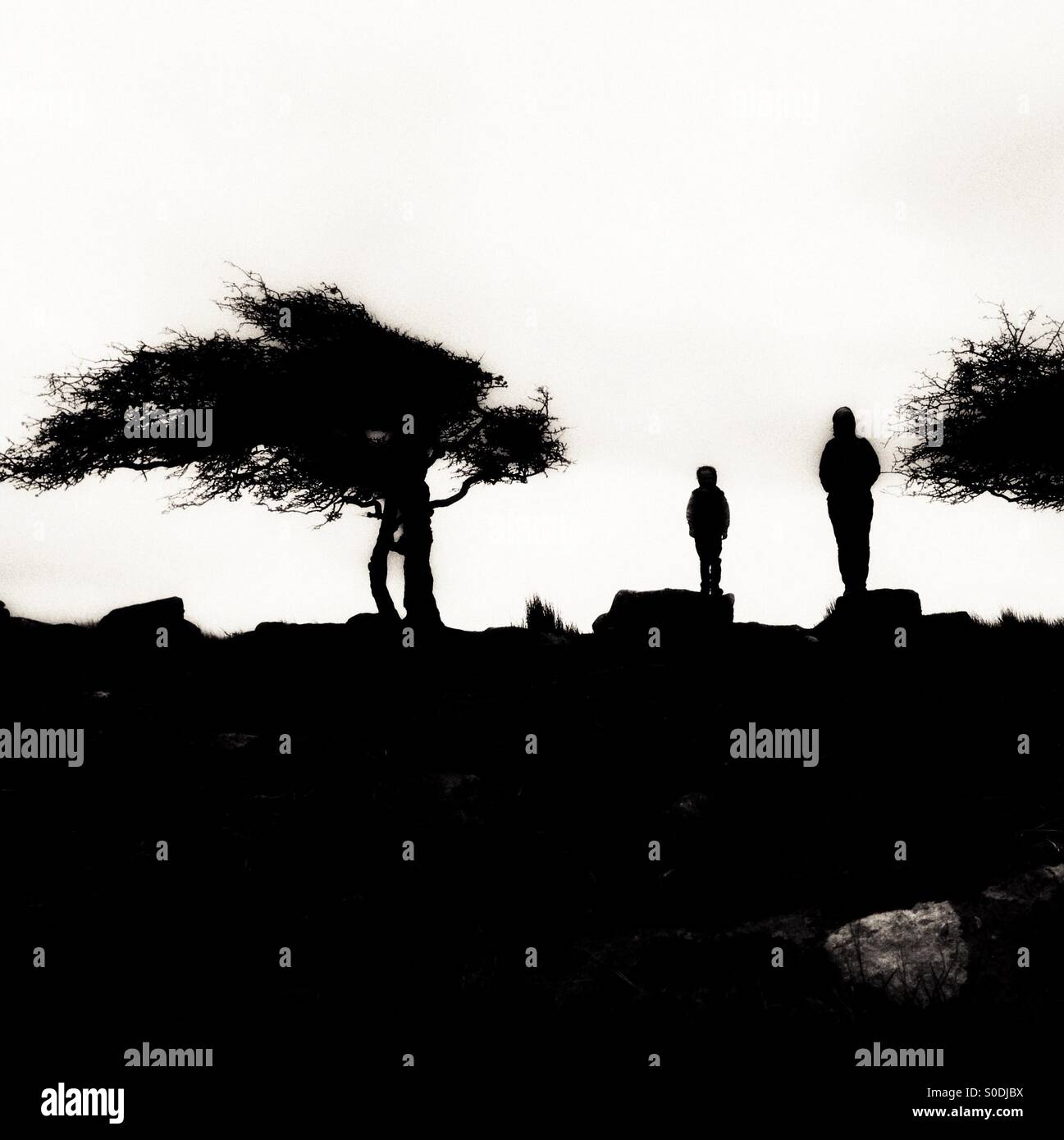 Figures stand by windswept trees Stock Photo - Alamy