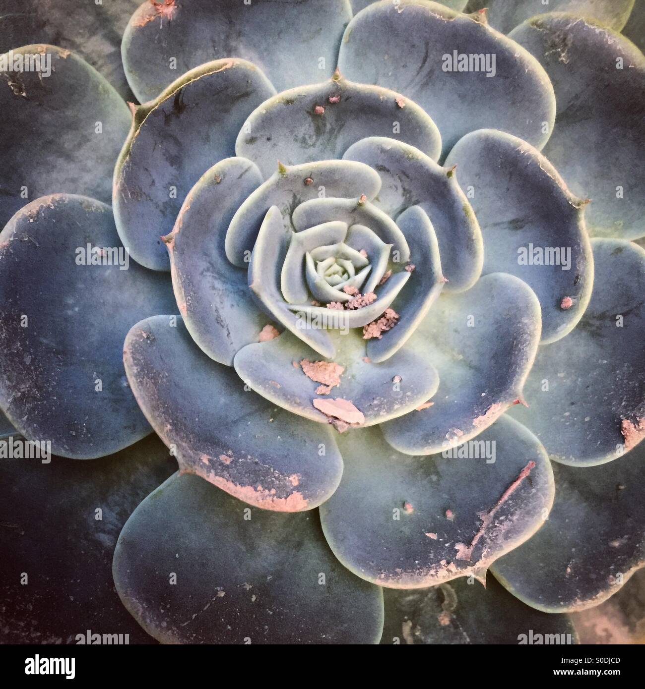 Symmetrical Cactus High Resolution Stock Photography and Images - Alamy