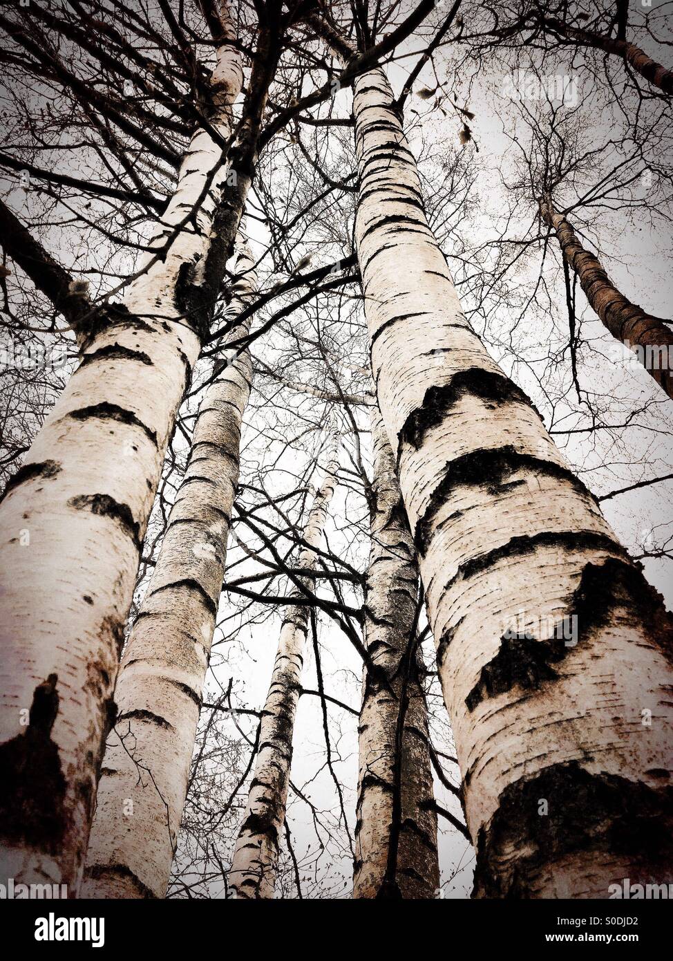 Birch trees hi-res stock photography and images - Alamy