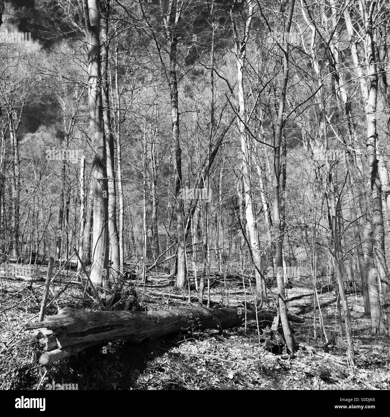 White forrest tree hi-res stock photography and images - Alamy