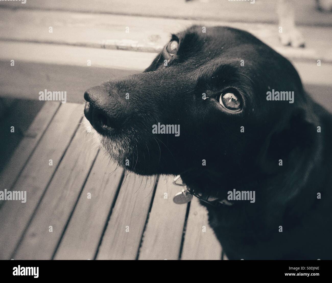 sad looking black Labrador Stock Photo - Alamy