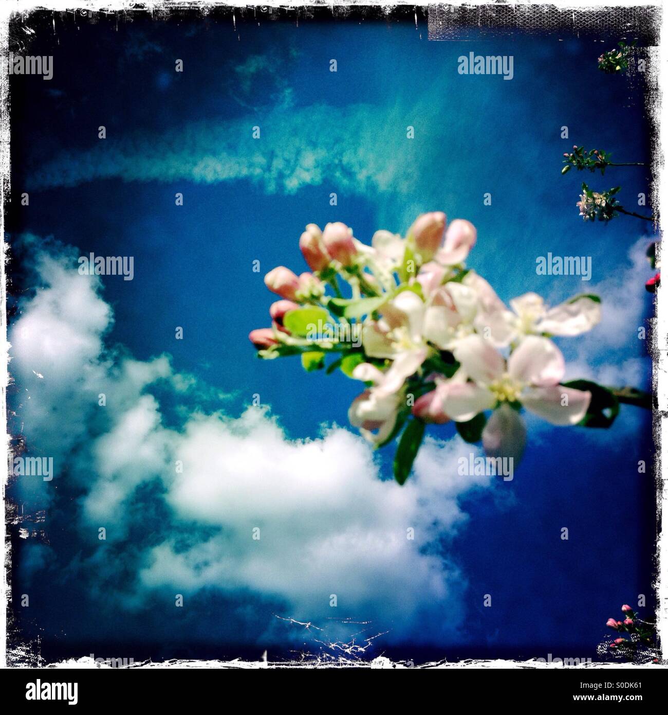 Apple tree blossom with blue sky Stock Photo - Alamy