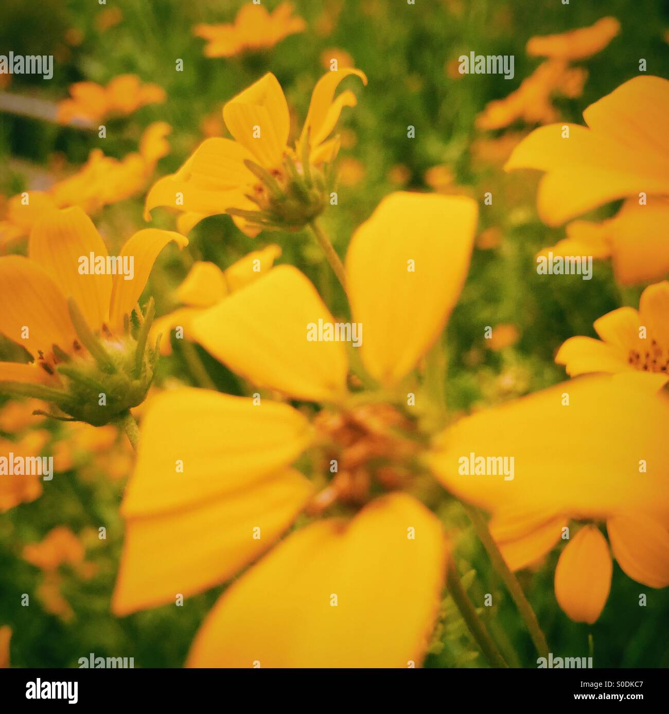 Field of yellow coreopsis Stock Photo - Alamy