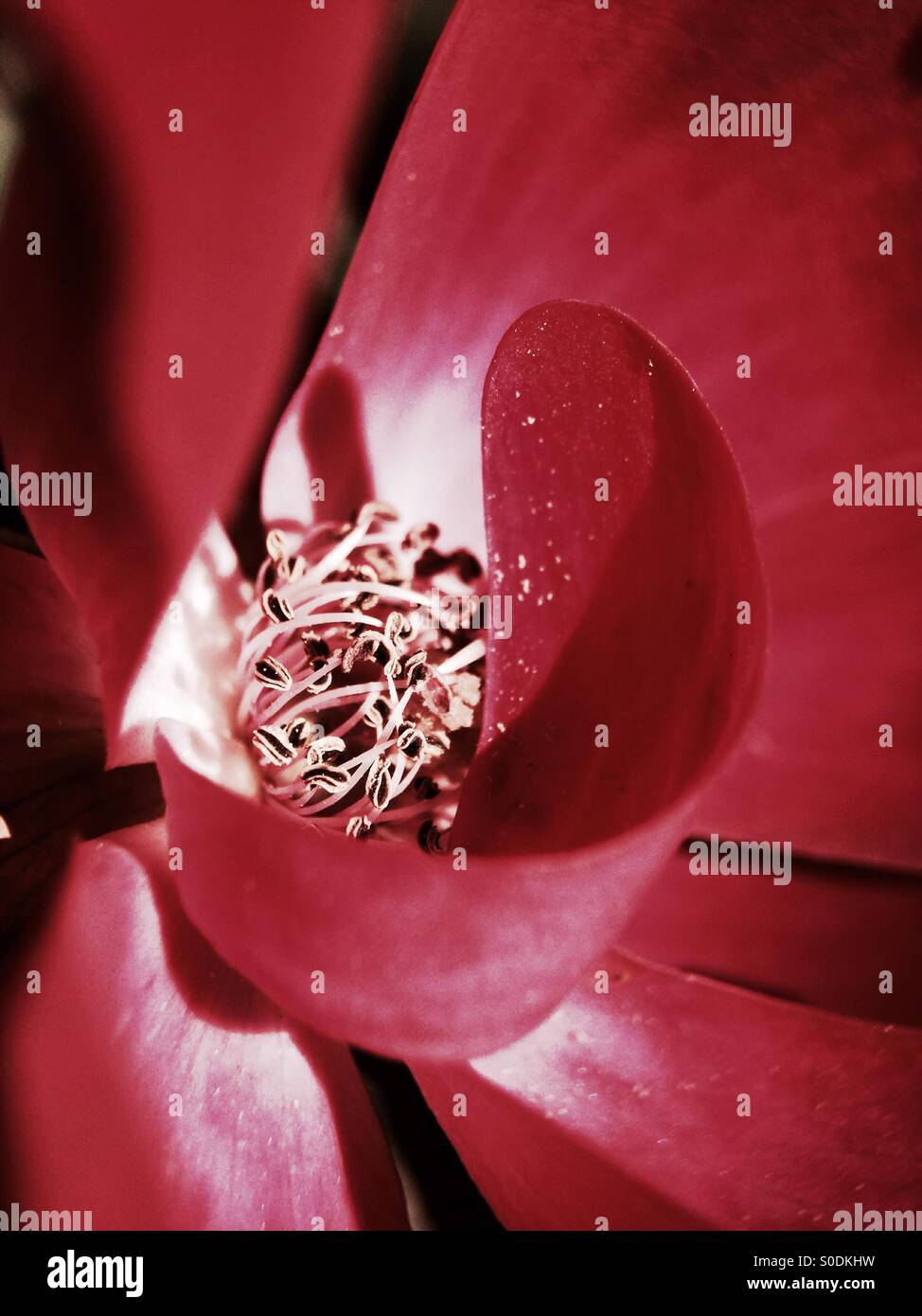 Rose close up Stock Photo - Alamy