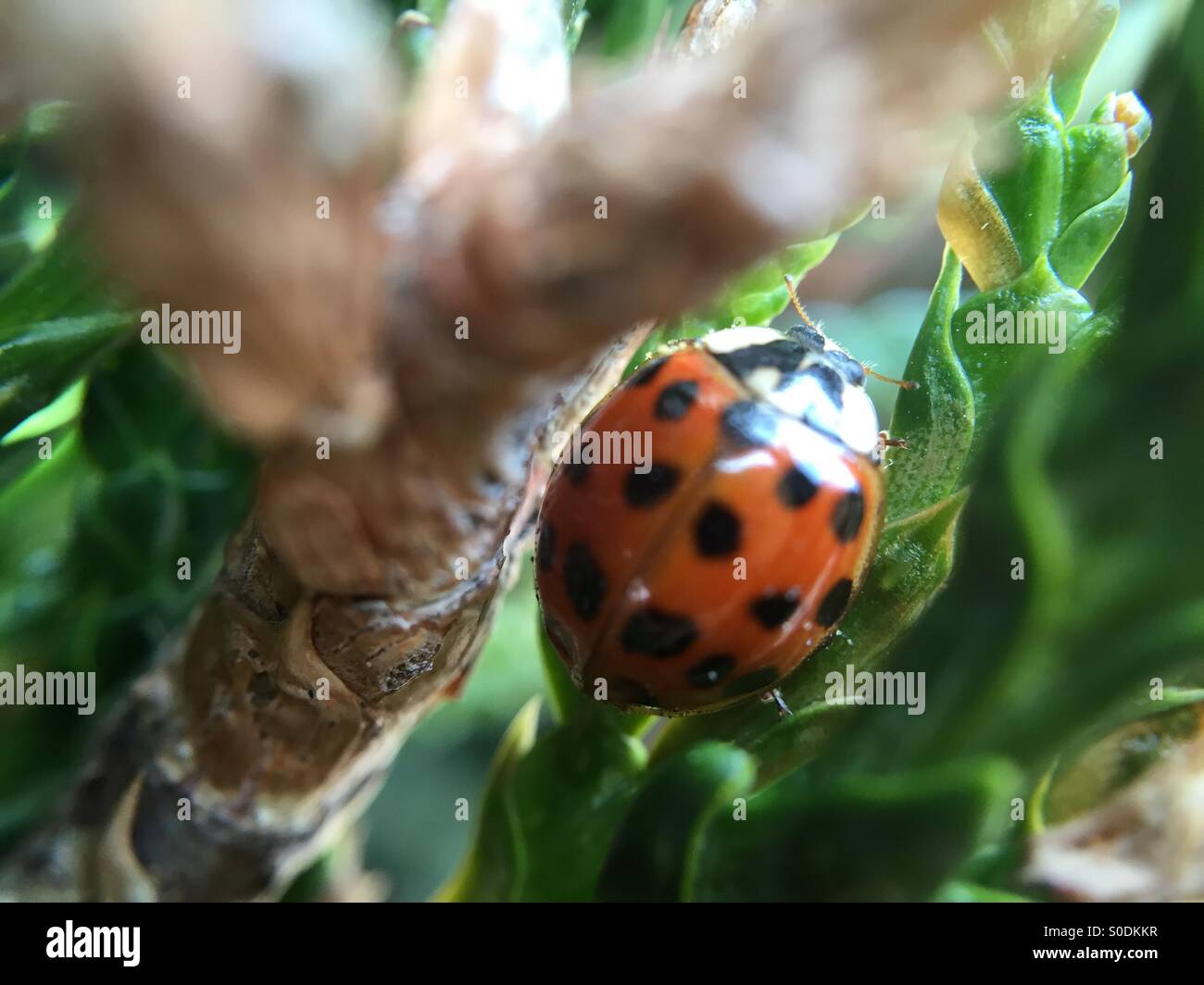 Ladybird macro hi-res stock photography and images - Alamy