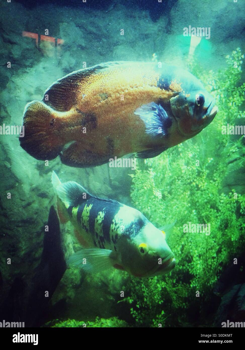 Swim with fishes hi-res stock photography and images - Alamy