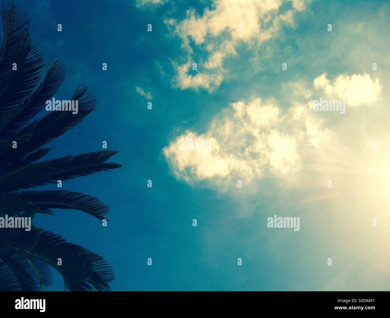 Tree blue sky wispy cloud clouds hi-res stock photography and images ...